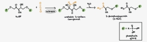 Diagram Showing The Molecular Structures Of Rubp And - 3 Pga Vs G3p ...