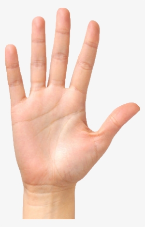 Hand - Female Hand - 282x440 PNG Download - PNGkit