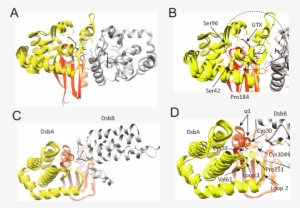 Structural Location Of The -helical Subdomain In Gst - Glutathione S ...