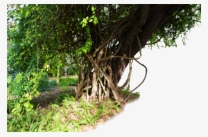 Jungle Tree Png Transparent Image - Jungle Png - 1024x1024 PNG Download ...