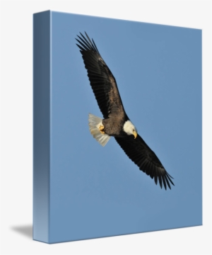 Abmovie Mighty Eagle Flying Png Source - Kilobyte - 541x650 PNG ...