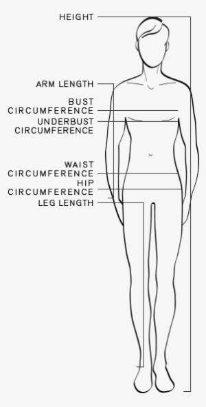 Taking Measurements Correctly - Hip Circumference - 300x600 PNG ...
