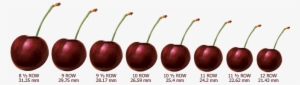Cherrysizingchart - Size Of A Cherry - 659x194 PNG Download - PNGkit