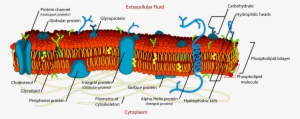 Cell Membrane Detailed Diagram Edit2 - Cell Membrane Diagram - 2022x832 ...