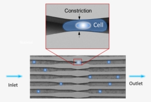 Eukaryotic Cell - Eukaryotic Cell Png - 503x518 PNG Download - PNGkit