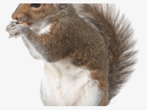 Squirrel Pokemon - 640x480 PNG Download - PNGkit