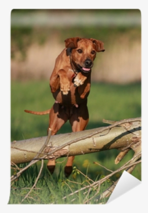 Rhodesian Ridgeback Dog Jumping Over Log Wall Mural - Rhodesian ...