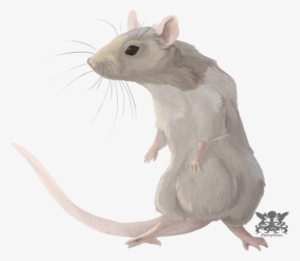 Download Transparent Bart Rata Png - Niño Rata Png Cara - PNGkit