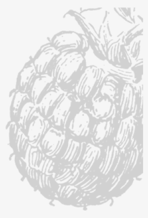 Pickled Raspberries - Sketch - 400x600 PNG Download - PNGkit