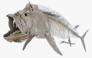 Ichthyodectes Ctenodon - Ichthyodectes - 1920x1213 PNG Download - PNGkit