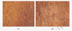 Microscopic Image Of The Grain Structures Of Undeformed - Plywood ...