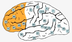 Illustration Of The Prefrontal Cortex From Gray's Anatomy - Brodmann ...