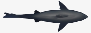 Shark - Squaliformes - 701x256 PNG Download - PNGkit