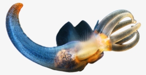 Alexander Semenov - Pteropod Png - 1170x697 PNG Download - PNGkit