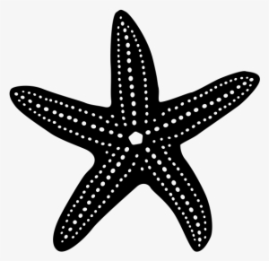 Sea Star Icon Png - 600x600 PNG Download - PNGkit