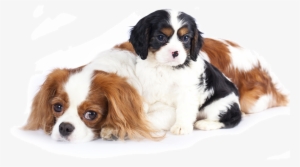 Sad Dog PNG, Free HD Sad Dog Transparent Image - PNGkit