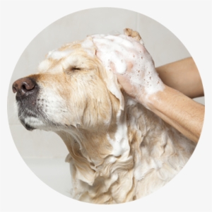 Dog Bath PNG, Free HD Dog Bath Transparent Image - PNGkit