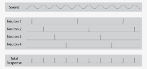 Volley Principle Of Hearing - Volley Principle - 1314x623 PNG Download ...