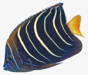 Angel Fish Png Hd Transparent Angel Fish Hd - Clip Art Fish No ...
