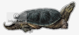 Common Snapping Turtle Decal - Snapping Turtle Art - 590x264 PNG ...