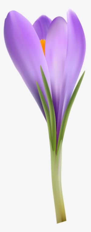Crocus Transparent Png Image - Portable Network Graphics - 237x600 PNG ...