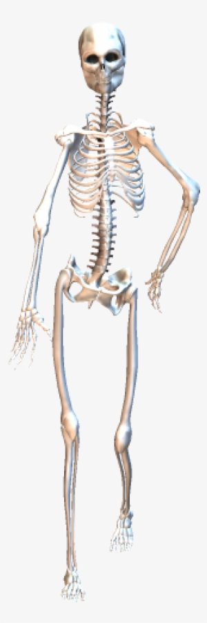 Skeleton Walking 1 - Skeleton - 347x575 PNG Download - PNGkit