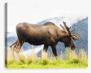 Bull Moose With Antlers In Velvet, Captive In Alaska - Alaska Wildlife ...