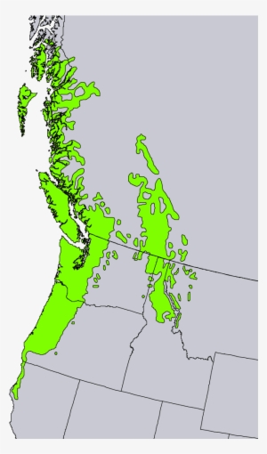 Thuja Plicata Range - Western Red Cedar Distribution - 851x1082 PNG ...