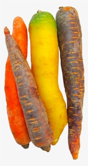 Carrots, Rainbow, Food, Vegetable, Colorful, Png - Rainbow Carrots ...
