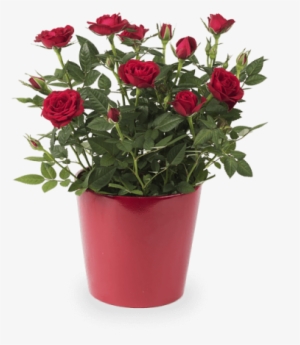 Rosa Roja - Vaso De Mini Rosas - 480x480 PNG Download - PNGkit