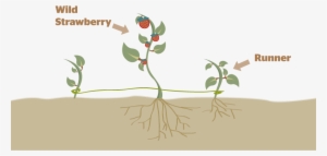 Strawberry Asexual Reproduction Diagram - 890x426 PNG Download - PNGkit