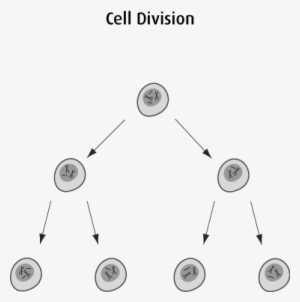Diagram Of Cell Division - Circle - 374x377 PNG Download - PNGkit