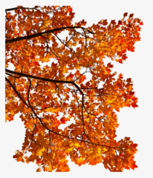 Autumn Tree - Bfdi Autumn Tree - 1080x1143 PNG Download - PNGkit