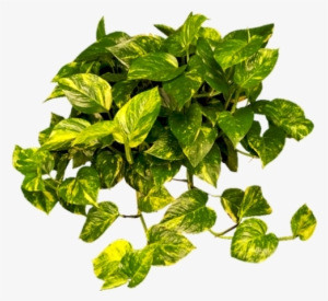 Philodendron Cordatum - Golden Pothos Png - 495x450 PNG Download - PNGkit