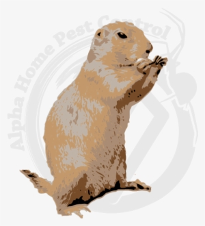 Gopher Image Gallery - Gopher Transparent - 570x570 PNG Download - PNGkit