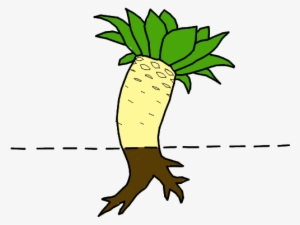 Stem Morphology Type Caudex - Raices Xilopodios - 500x500 PNG Download ...