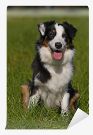Australian Shepherd Dog In Outdoor Setting Wall Mural - Dog - 400x400 ...