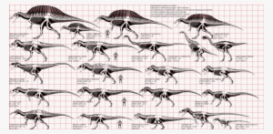 Size Comparison Of Selected Giant Theropod Dinosaurs, - Sizes Of ...