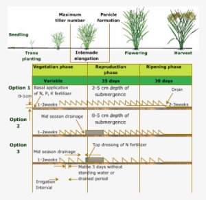 M3l1ricestage 3 - Rice Growth Stages Irri - 387x376 PNG Download - PNGkit