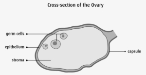 Digaram Of The Cross-section Of The Ovary - Ovary Stroma - 620x319 PNG ...