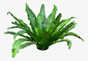 Tubes Fleurs Png - Asplenium Png - 800x554 PNG Download - PNGkit