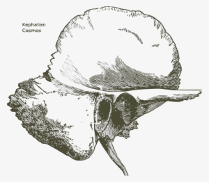 Skull Drawing Temporal Bone Human Skeleton - Human Temporal Bone Ear ...