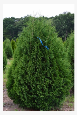 Techny Arborvitae - Techny, Illinois - 400x300 PNG Download - PNGkit