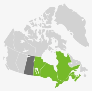 Thuja Occidentalis - Religious Map Of Canada - 400x400 PNG Download ...