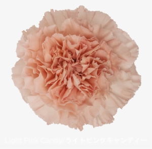 Colibri Flowers Carnation Light Pink Candy, Grower - Carnation Png ...