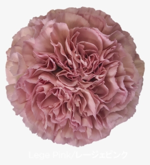 Colibri Flowers Carnation Lege Pink, Grower Of Carnations, - Carnation ...