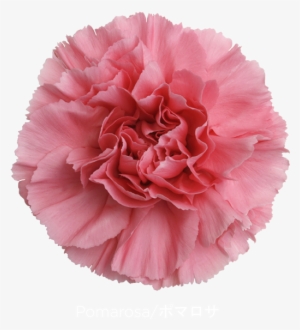 Colibri Flowers Carnation Pomarosa, Grower Of Carnations, - Rosa Garden ...