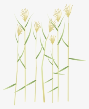 Ian Symbol Phragmites Australis - Phragmites Australis - 328x400 PNG ...