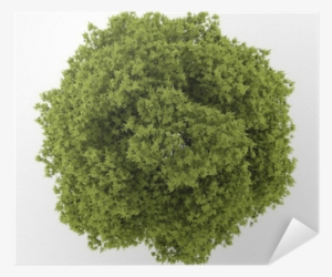 Download Transparent Trees Top View Png Clipart Transparent - Tree Top ...