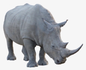 Graphic Free Download Maths Photographs Creatures African - Mathematics ...